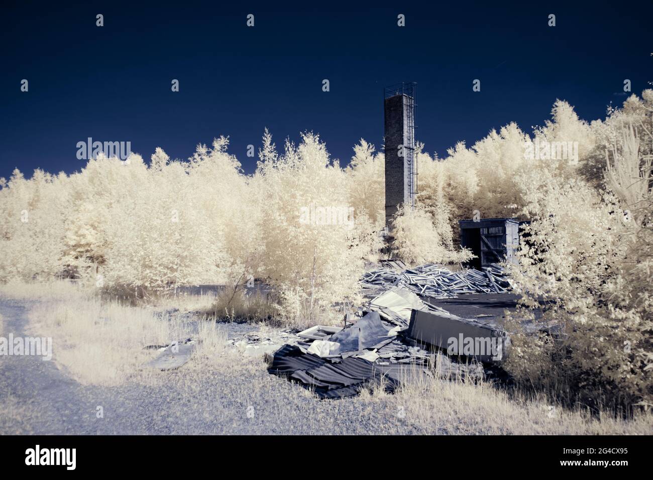 marijuana canabis on field ganja farm sativa leaf weed medical hemp ...