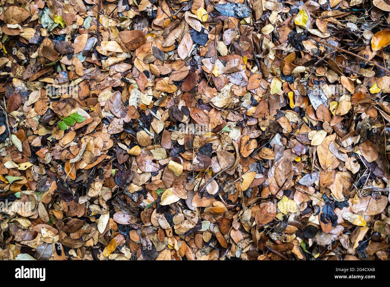 Decomposed soil hi-res stock photography and images - Alamy