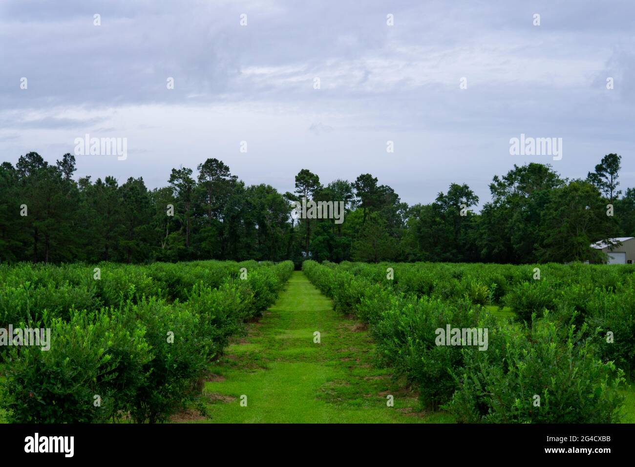 Blueberry farm in beautiful hi-res stock photography and images - Alamy