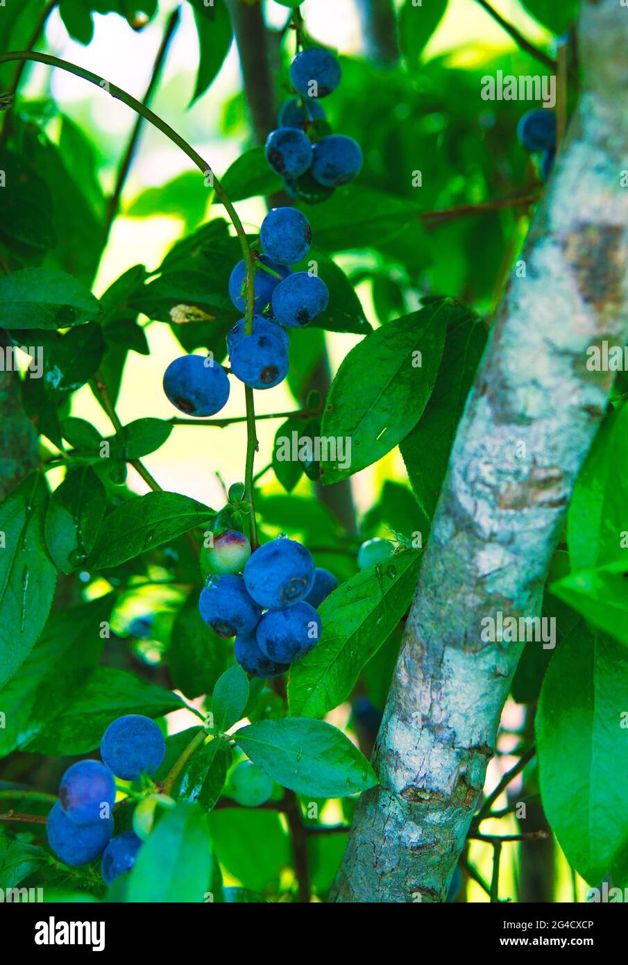 Beautiful Fresh Fruit Healthy Blueberries Growing In Blueberry Bush ...