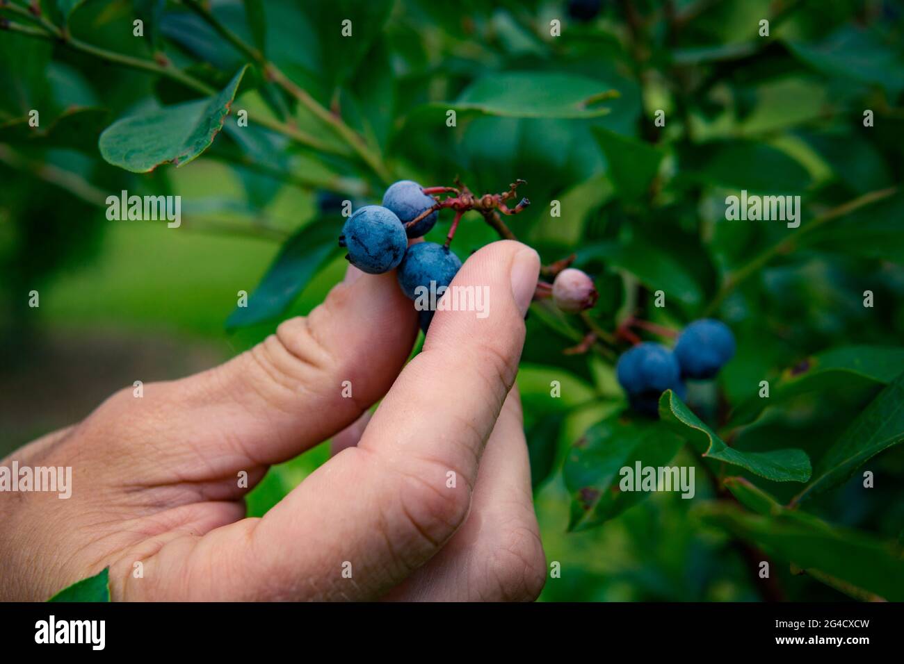 Hand Picking Blueberries Stock Photo - Alamy