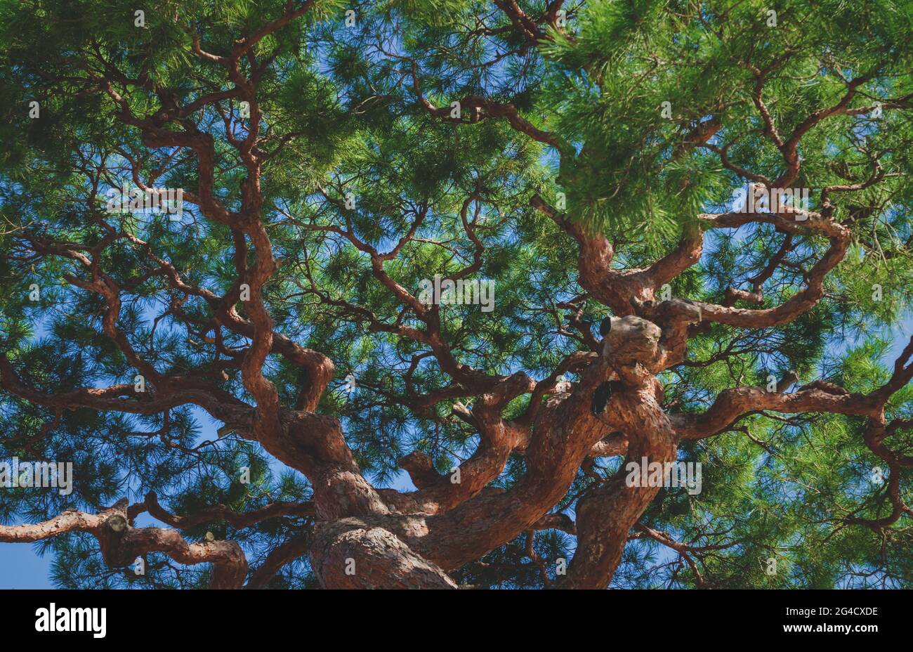 Japanese black pine hi-res stock photography and images - Alamy