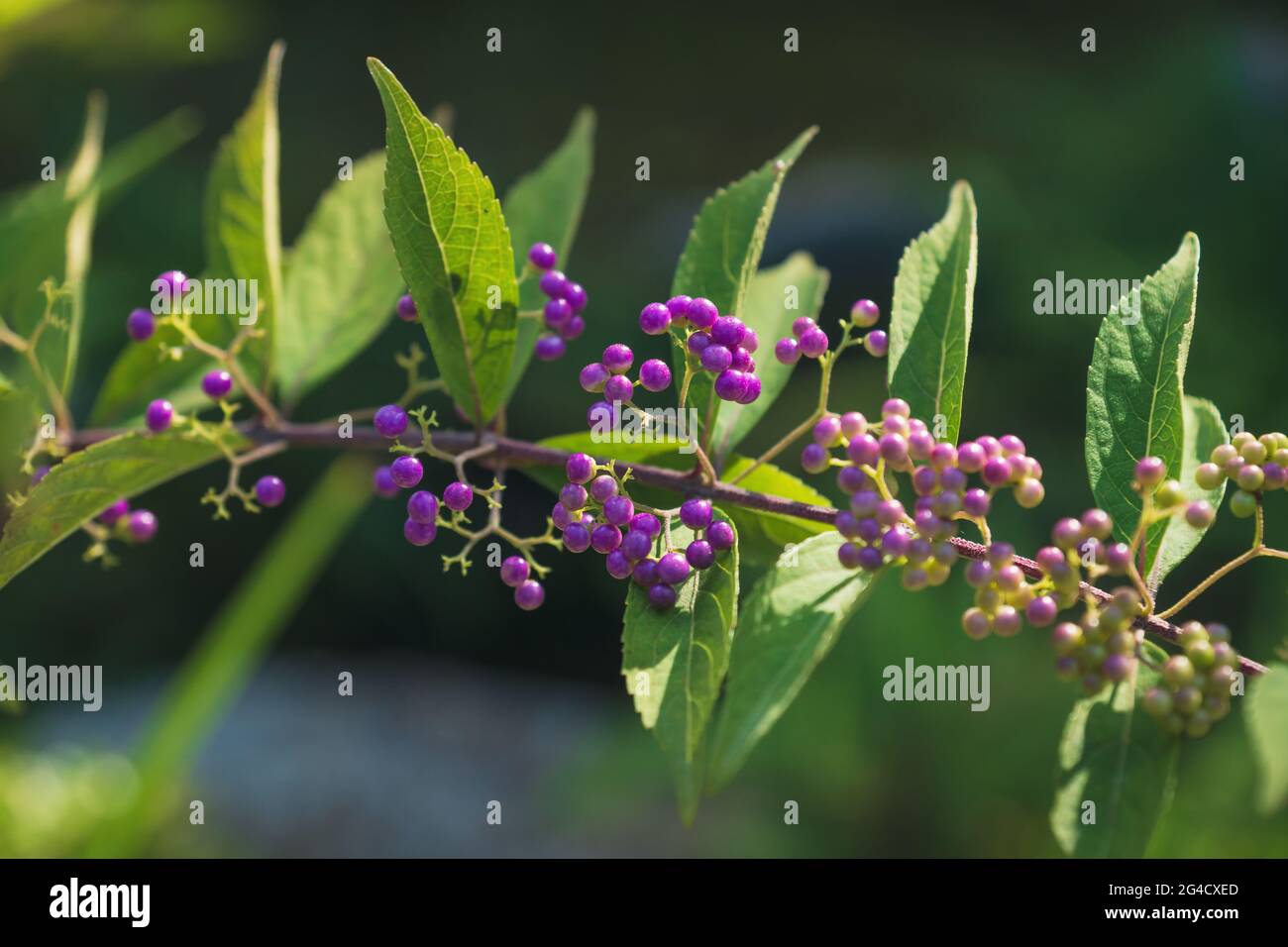 Murasaki color hi-res stock photography and images - Alamy
