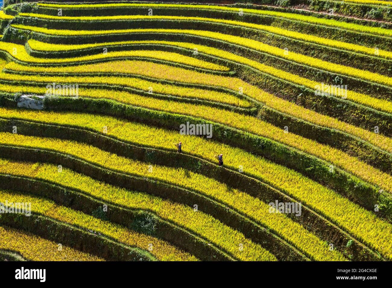 Terraced rice fields in Yen Bai in the harvest season Stock Photo - Alamy