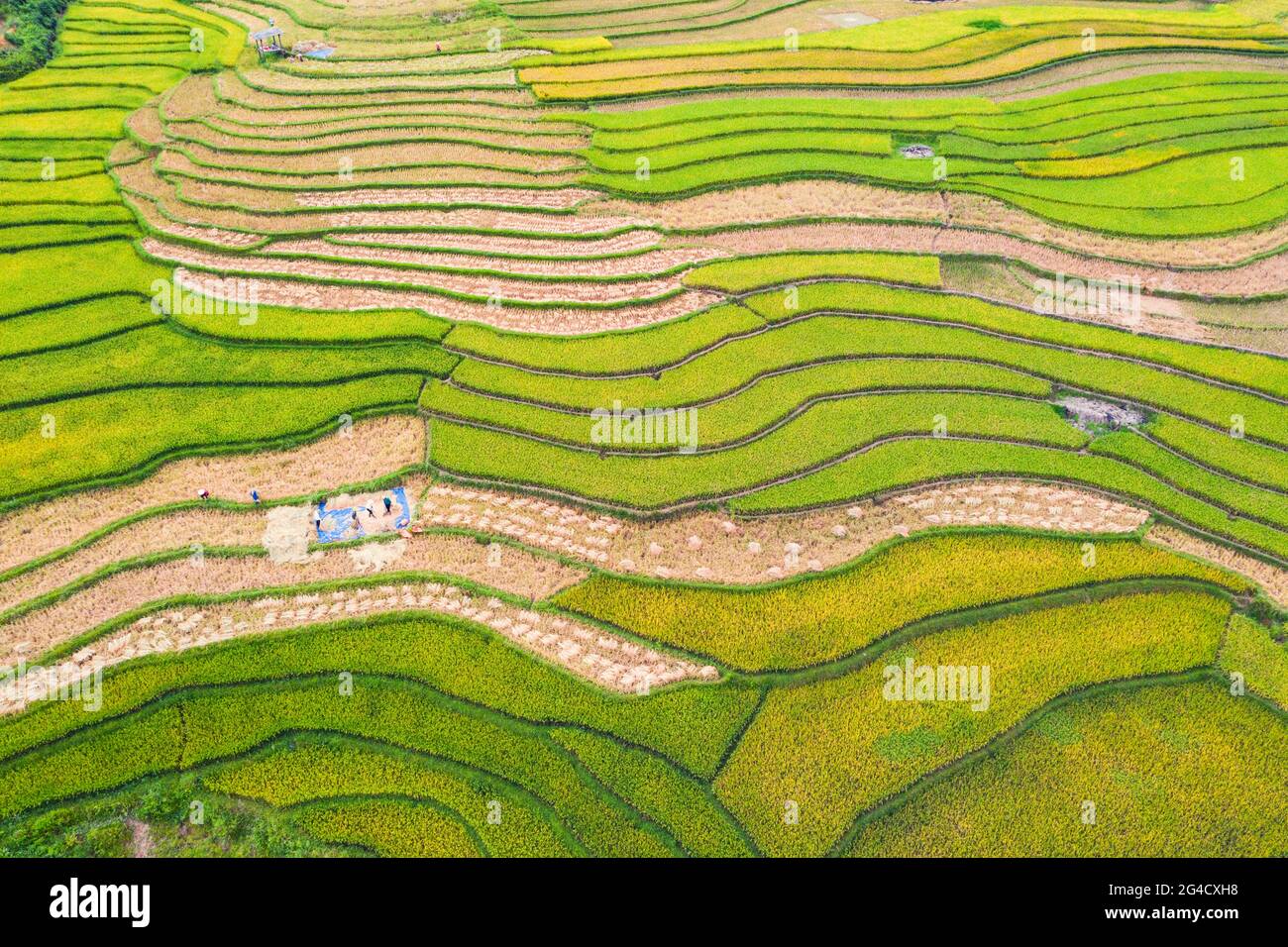 Terraced rice fields in Yen Bai in the harvest season Stock Photo - Alamy