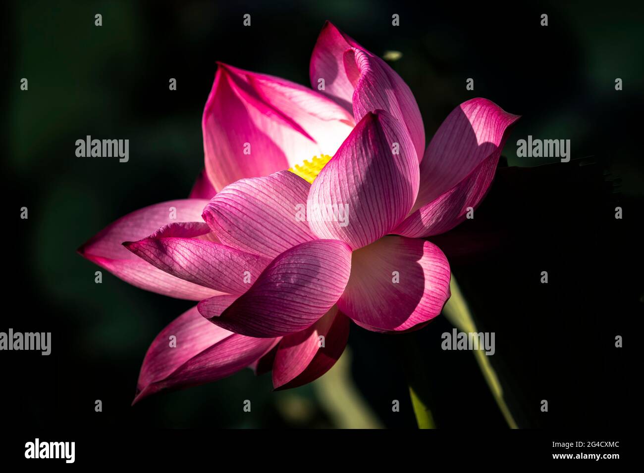 White lotus in season is very beautiful Stock Photo - Alamy