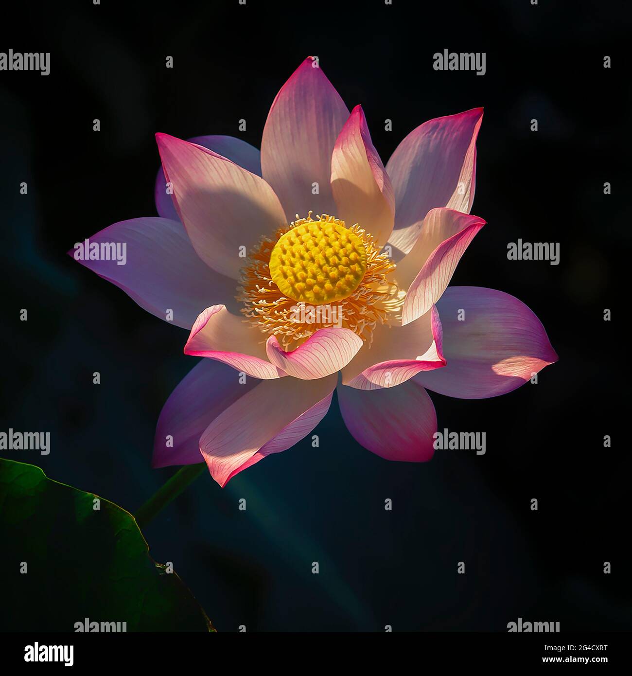 White lotus in season is very beautiful Stock Photo - Alamy