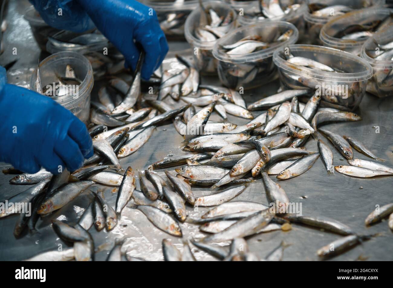 Sprat hi-res stock photography and images - Alamy