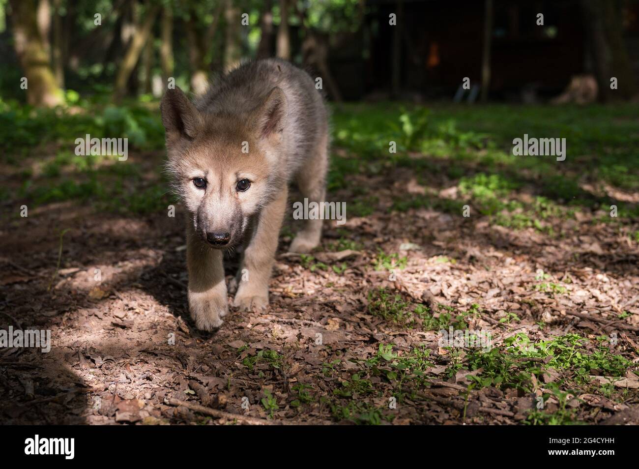 Calfs leg hi-res stock photography and images - Alamy