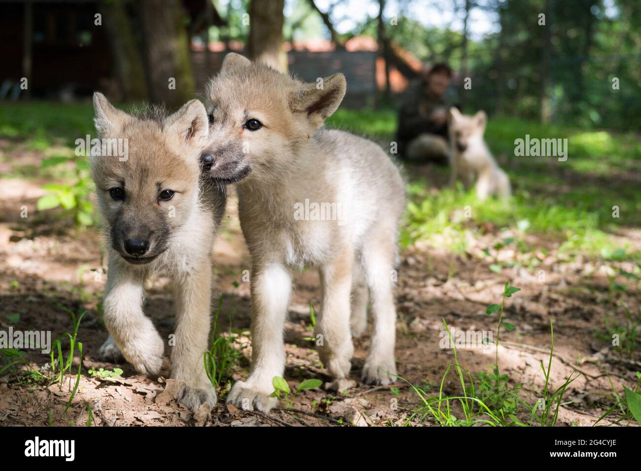 Calfs leg hi-res stock photography and images - Alamy