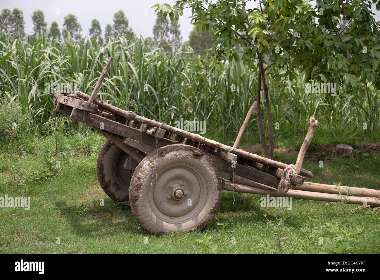 Dirty wooden Bull cart near corn field Stock Photo - Alamy