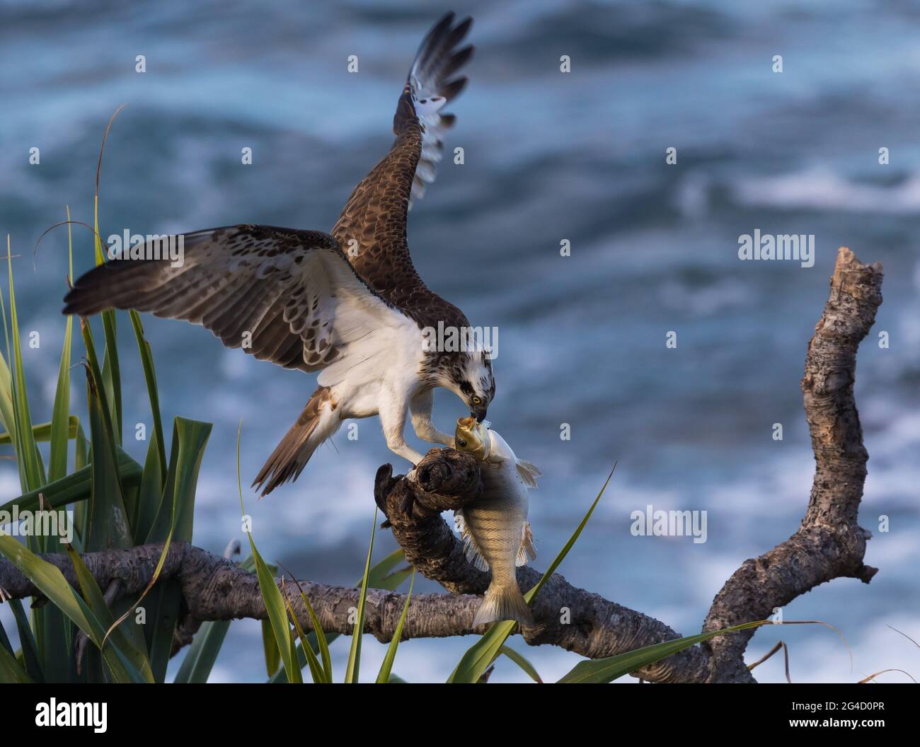 Eastern Osprey at Hastings Point, Northern NSW, Australia Stock Photo ...