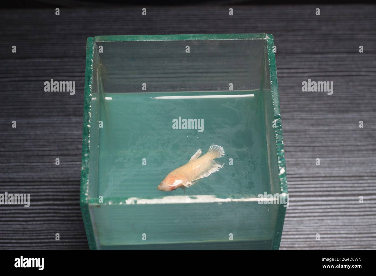 Photo of Death Soft Big Ear Gold Plakat, placard Cupang, Betta, Siamese ...