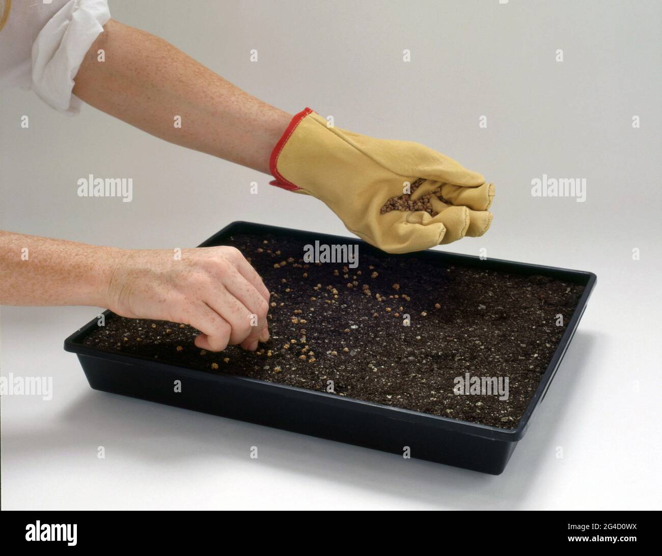 SOWING SEEDS: STEP THREE: SPRINKLE SEEDS EVENLY OVER POTTING MIX Stock ...