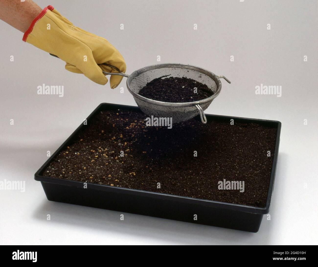 SOWING SEEDS: STEP FIVE: SPRINKLE FURTHER POTTING MIX OVER SEEDS USING ...