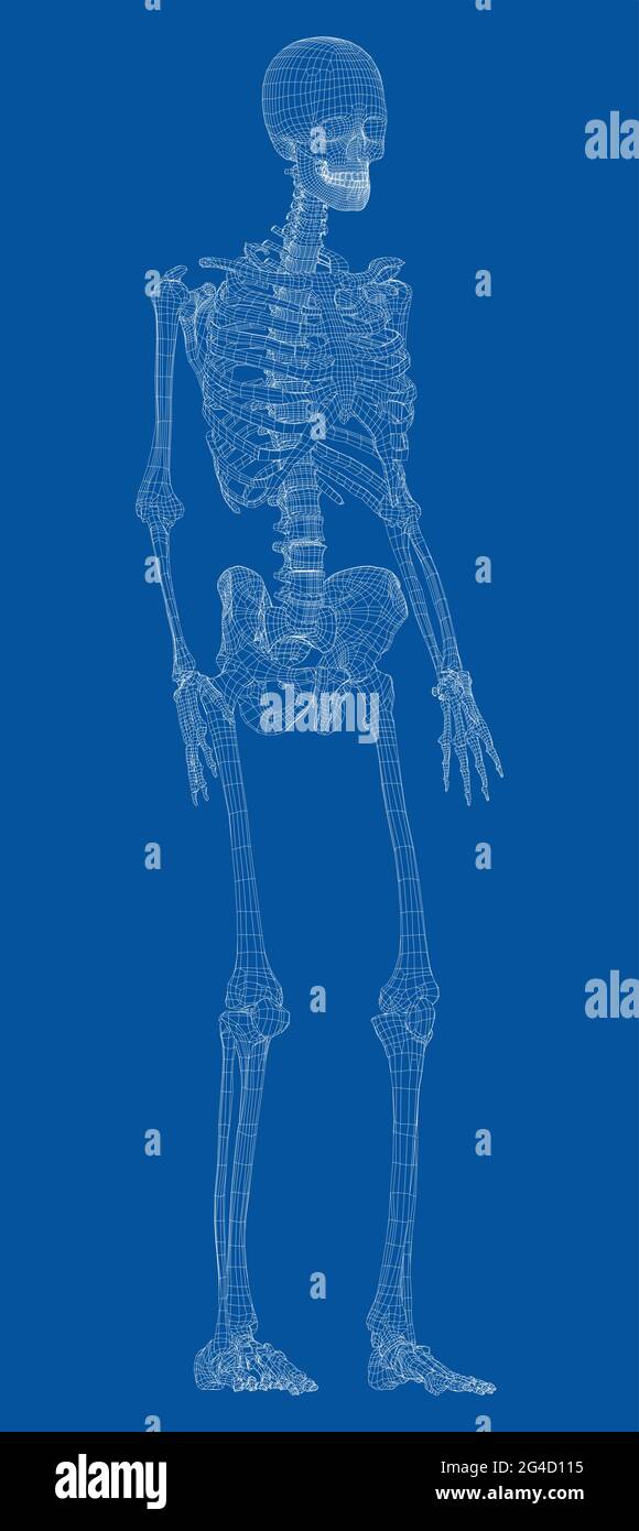 Human skeleton. Vector Stock Vector Image & Art - Alamy