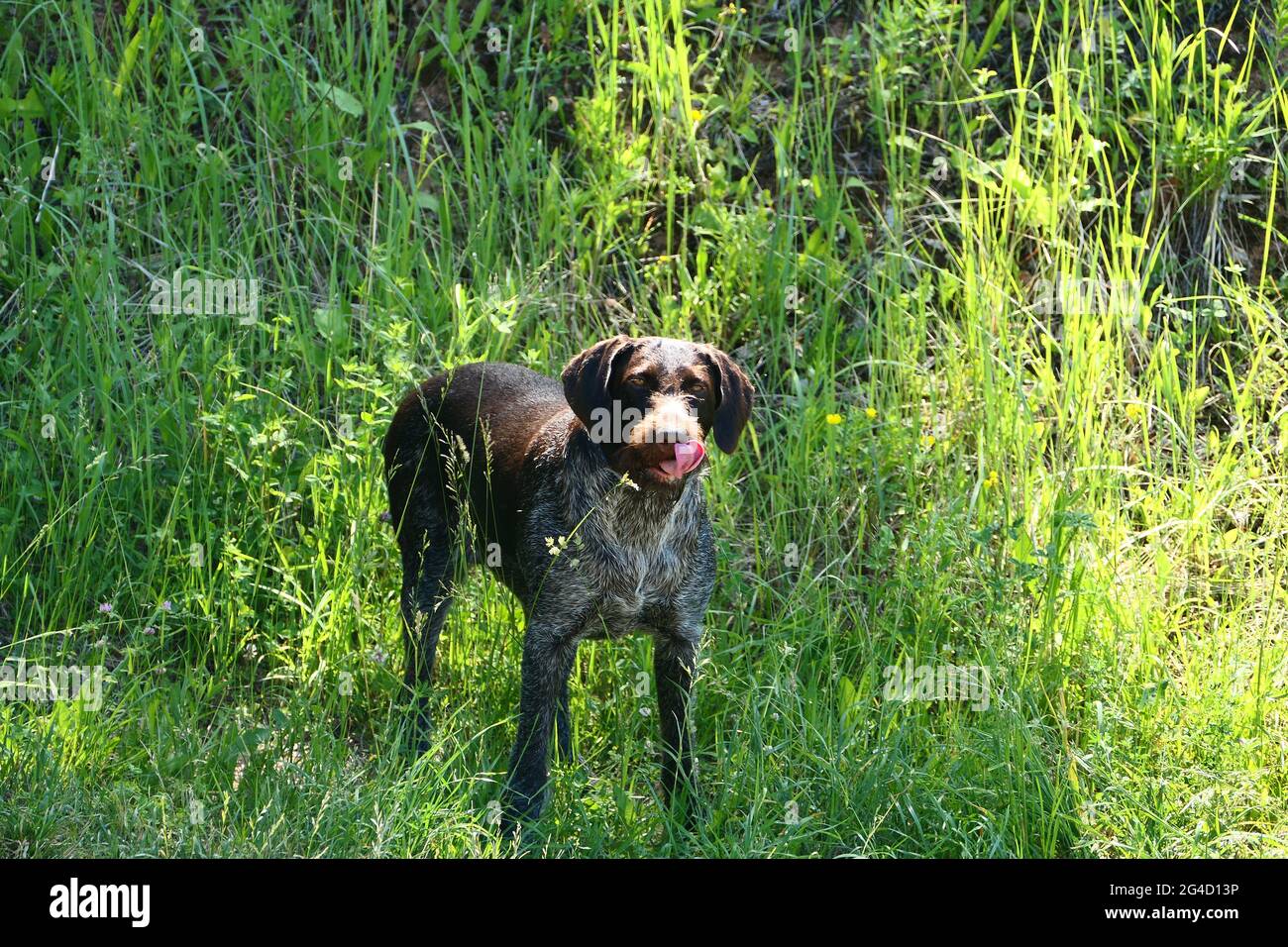 Hunting dog of the German breed Drathaar in the summer in the field ...