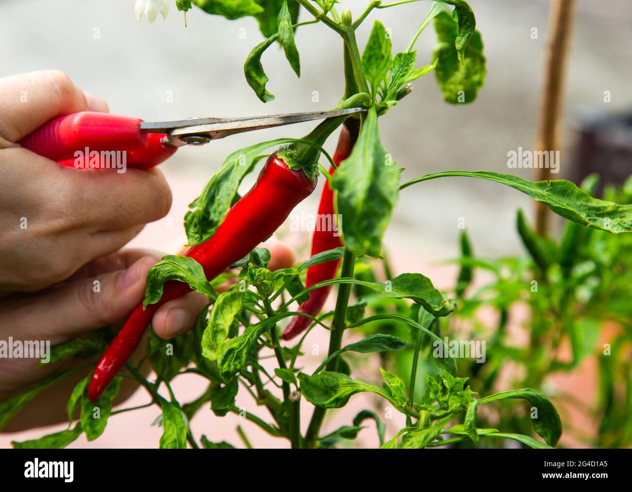 Harvesting red chilli from a home garden Stock Photo - Alamy