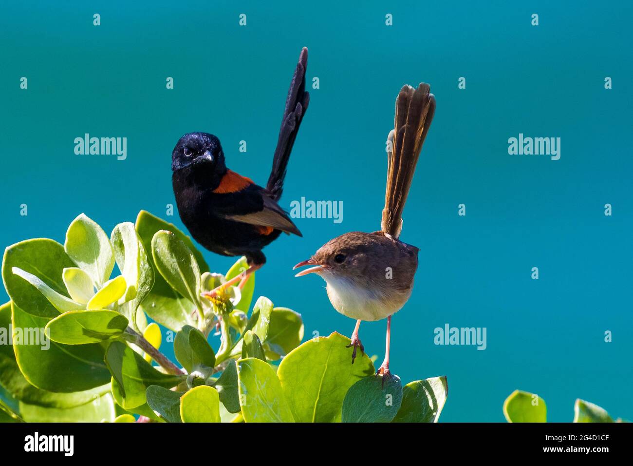 Red wrens mating hi-res stock photography and images - Alamy