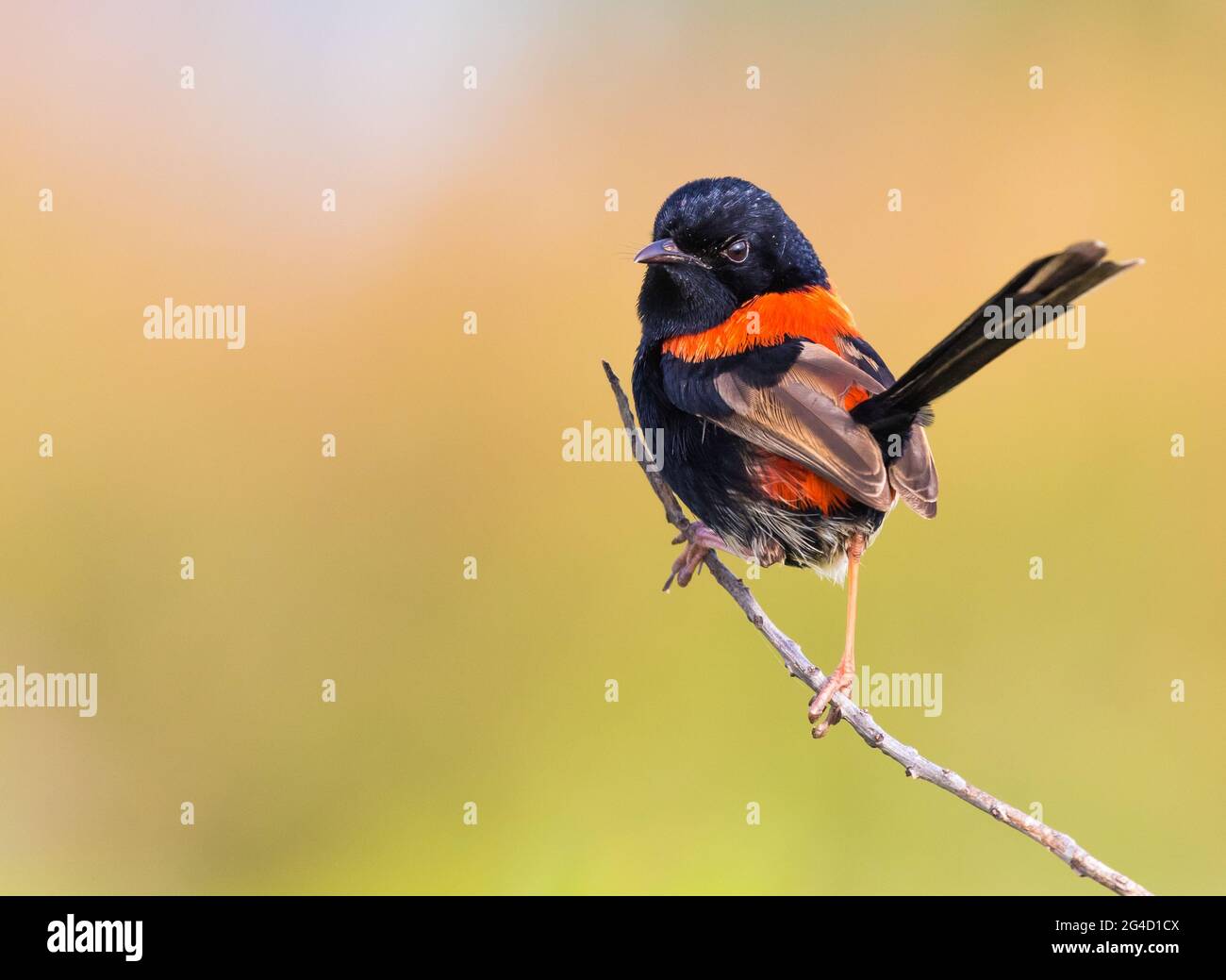 Red-backed Fairy Wrens showing courtship behaviour on Cabarita headland ...