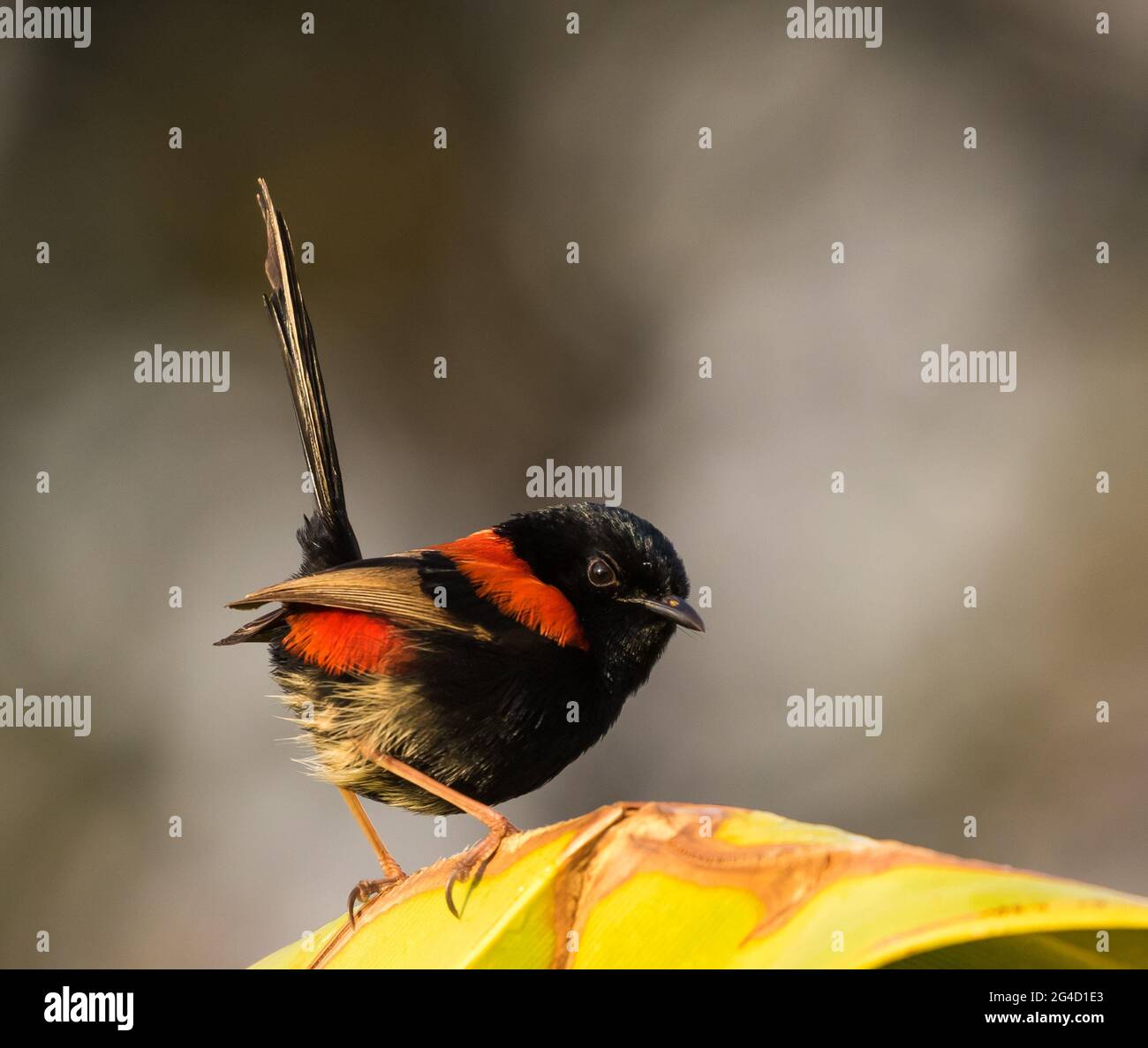 Wrens australian wrens hi-res stock photography and images - Alamy