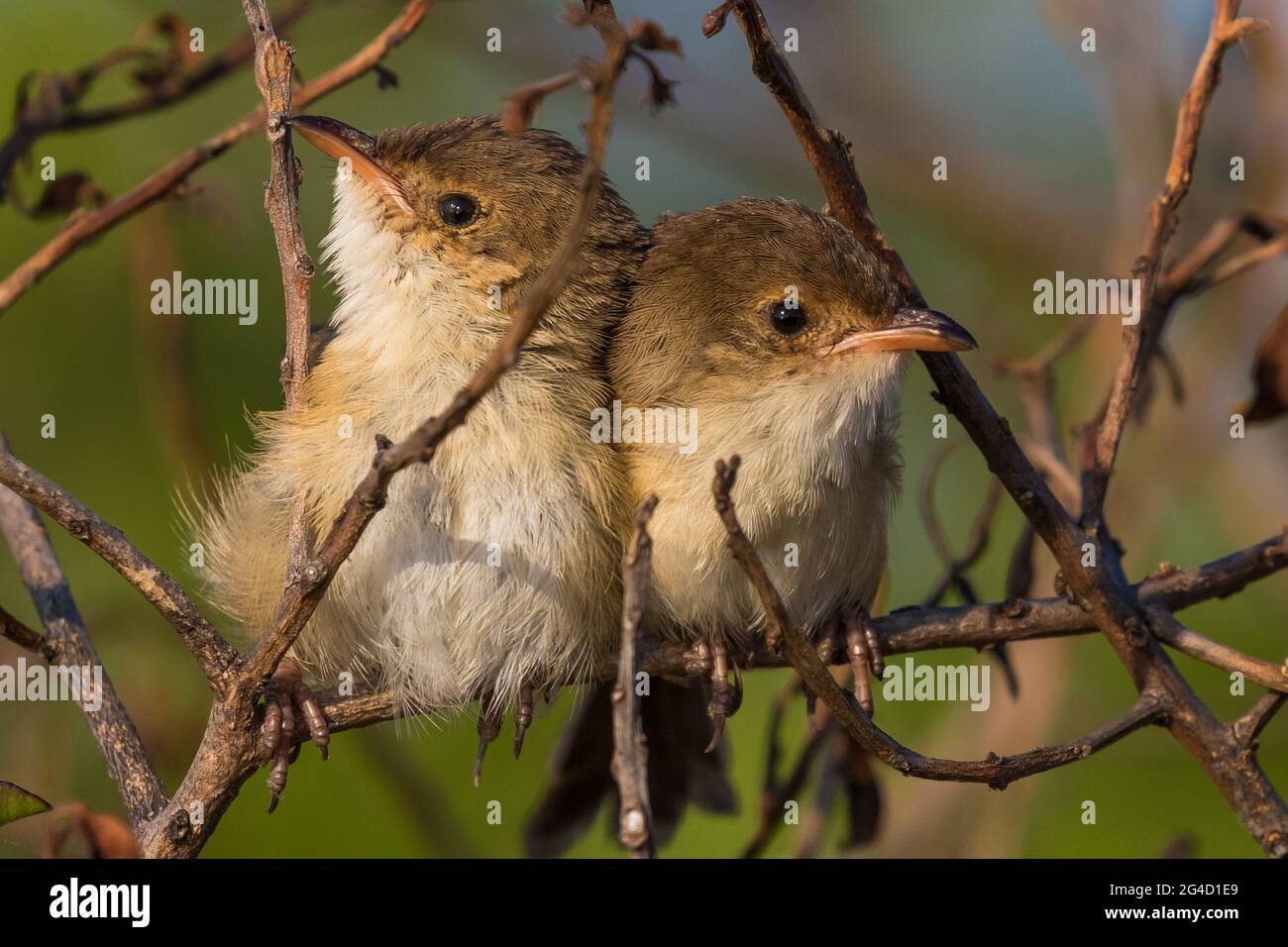 Wrens australian wrens hi-res stock photography and images - Alamy