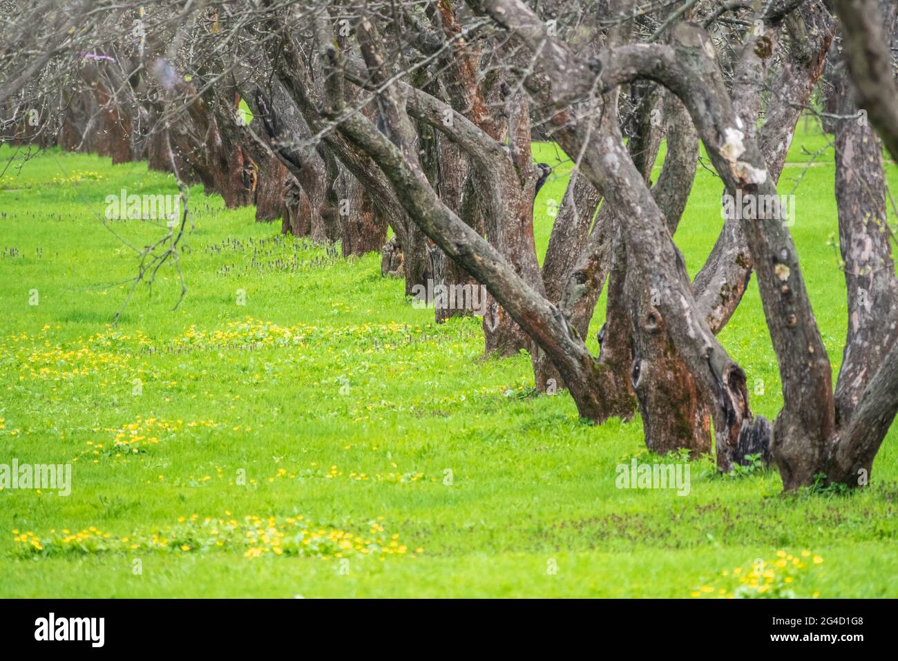 Early spring in a garden with rows of apple trees. Row of apple trees ...