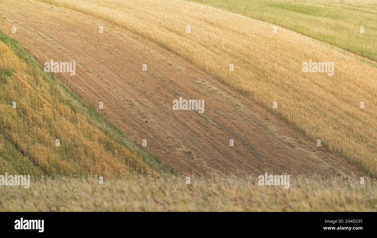 Cultivated farm fields in the foothills Stock Photo - Alamy