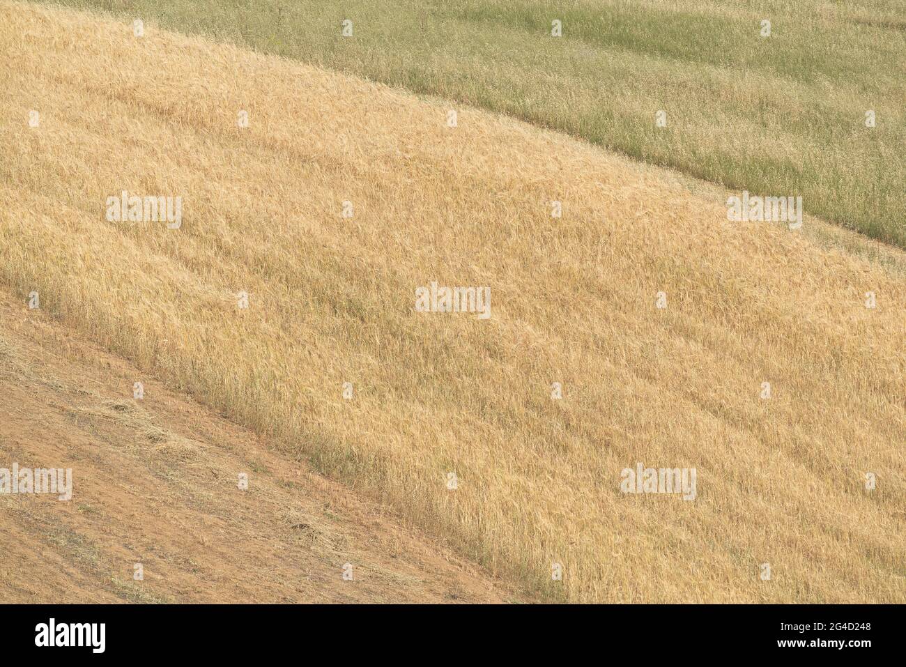 Cultivated farm fields background texture Stock Photo - Alamy
