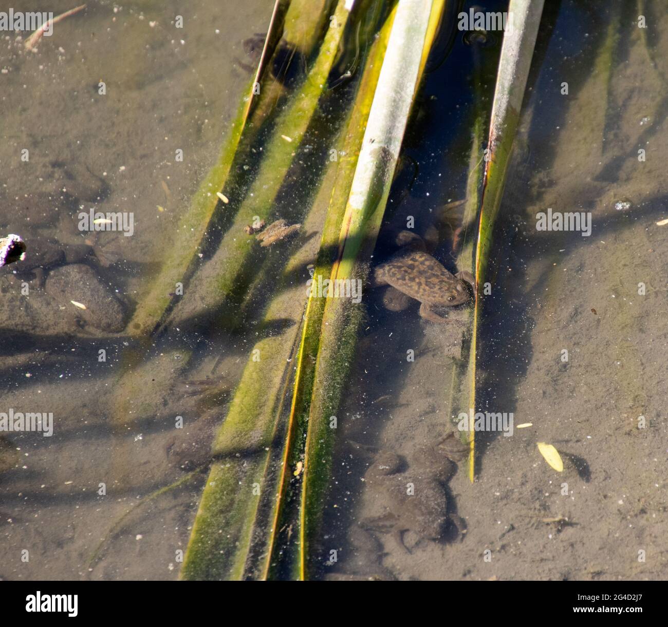 Frogs tour hi-res stock photography and images - Alamy