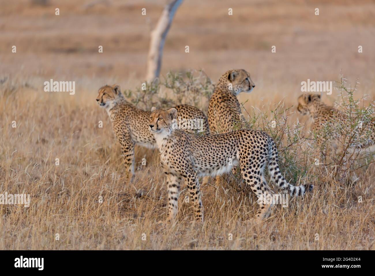 Cheetah family at Mashatu Game Reserve, Botswana Stock Photo - Alamy