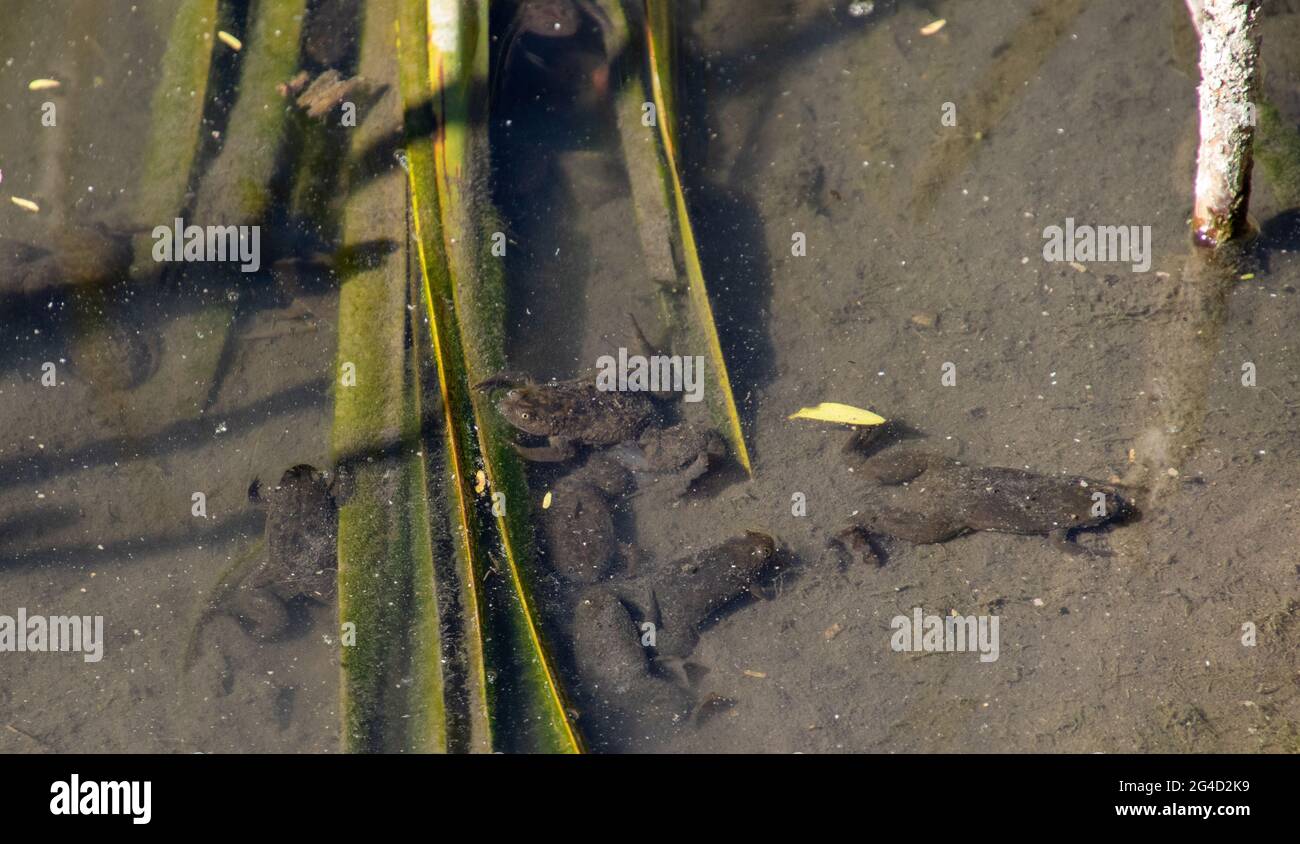 Toads in a pond in the Karoo National Park in South Africa Stock Photo ...