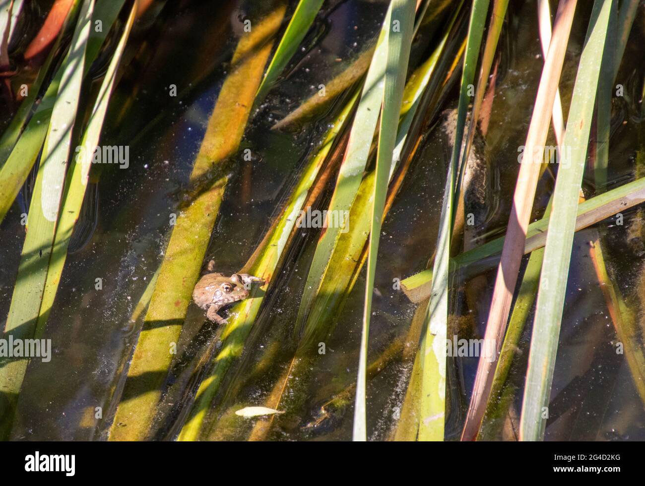 Toads in a pond in the Karoo National Park in South Africa Stock Photo ...