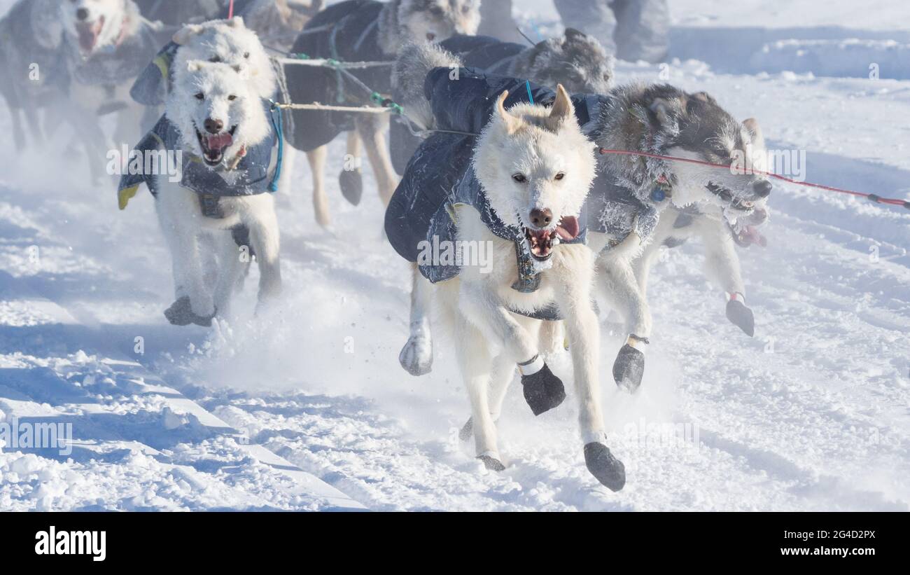 Lead dogs in iditarod hi-res stock photography and images - Alamy