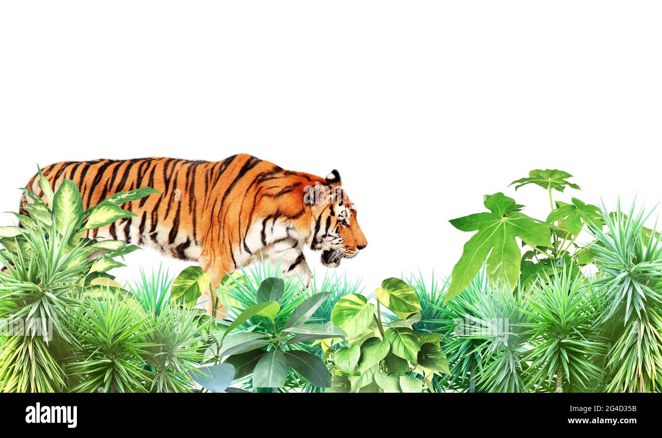 Tiger In A Tropical Rainforest