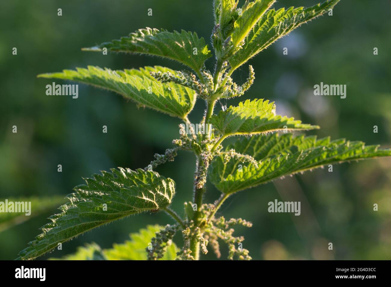Closeup blooming stinging nettle hi-res stock photography and images ...