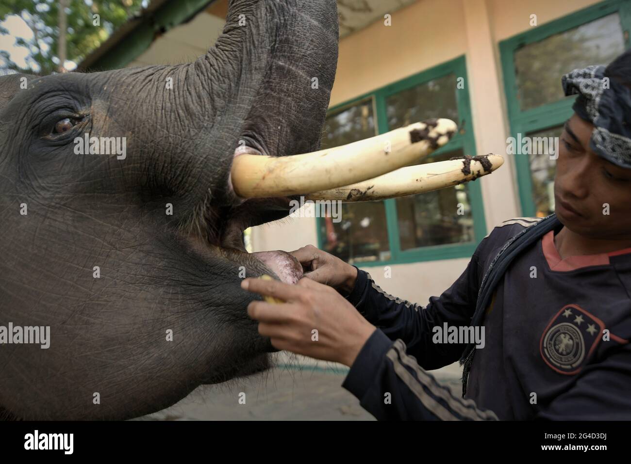 Sumatran elephant rehabilitation center hi-res stock photography and ...