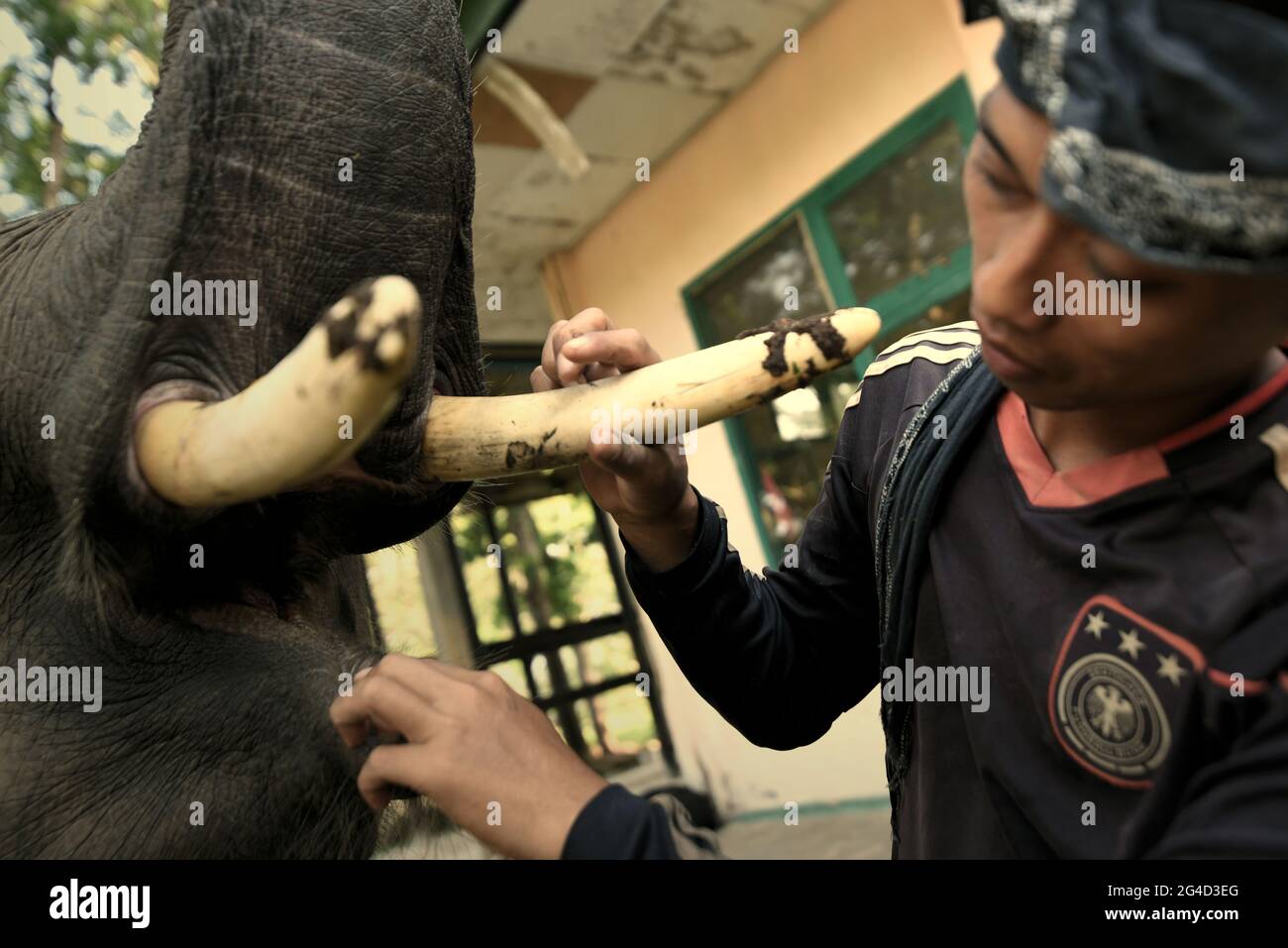 A mahout giving medication to an elephant that is under treatment at ...