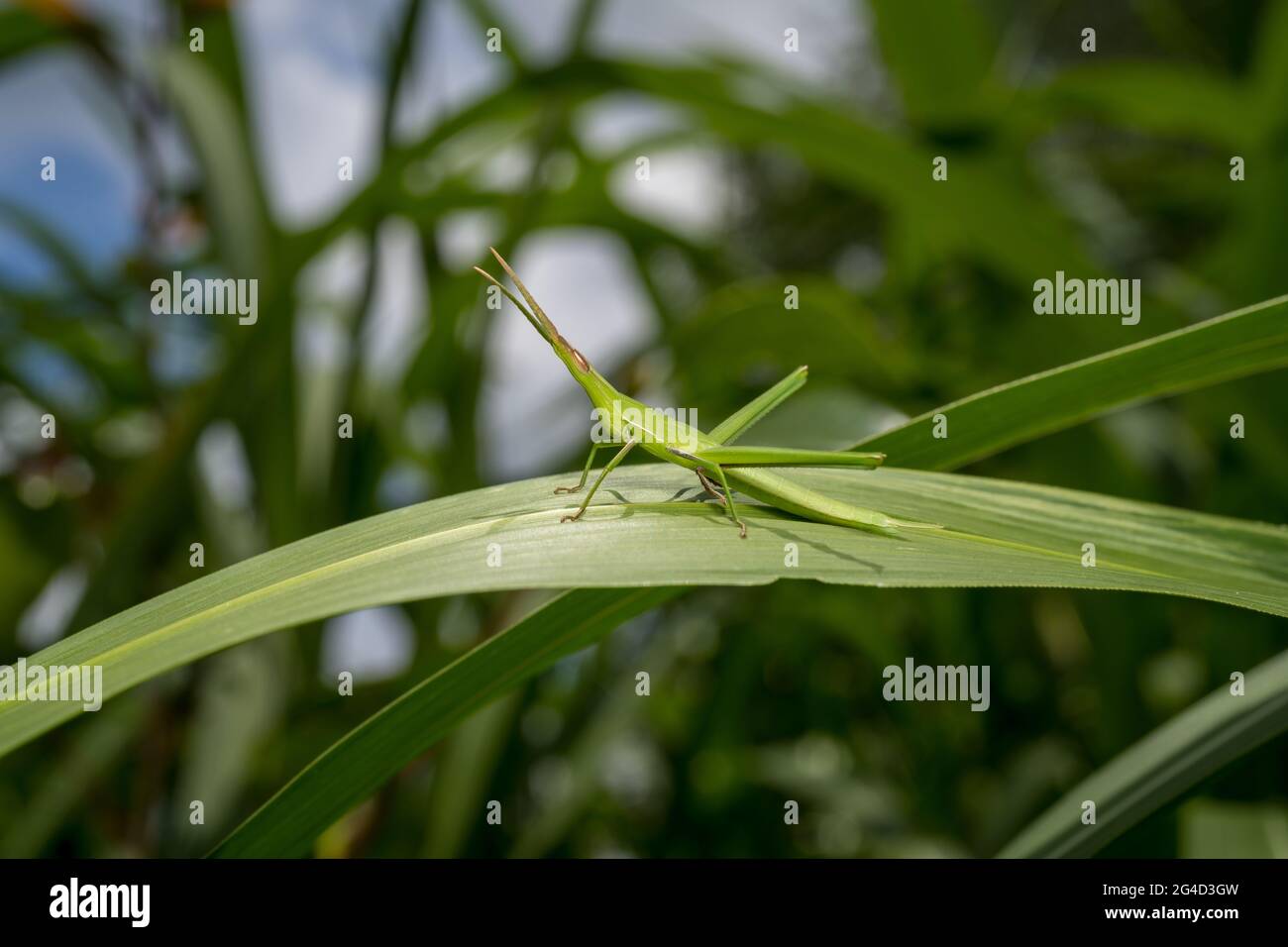 A Japanese Long-headed Grasshopper. Macro of an isolated bug on a leaf ...