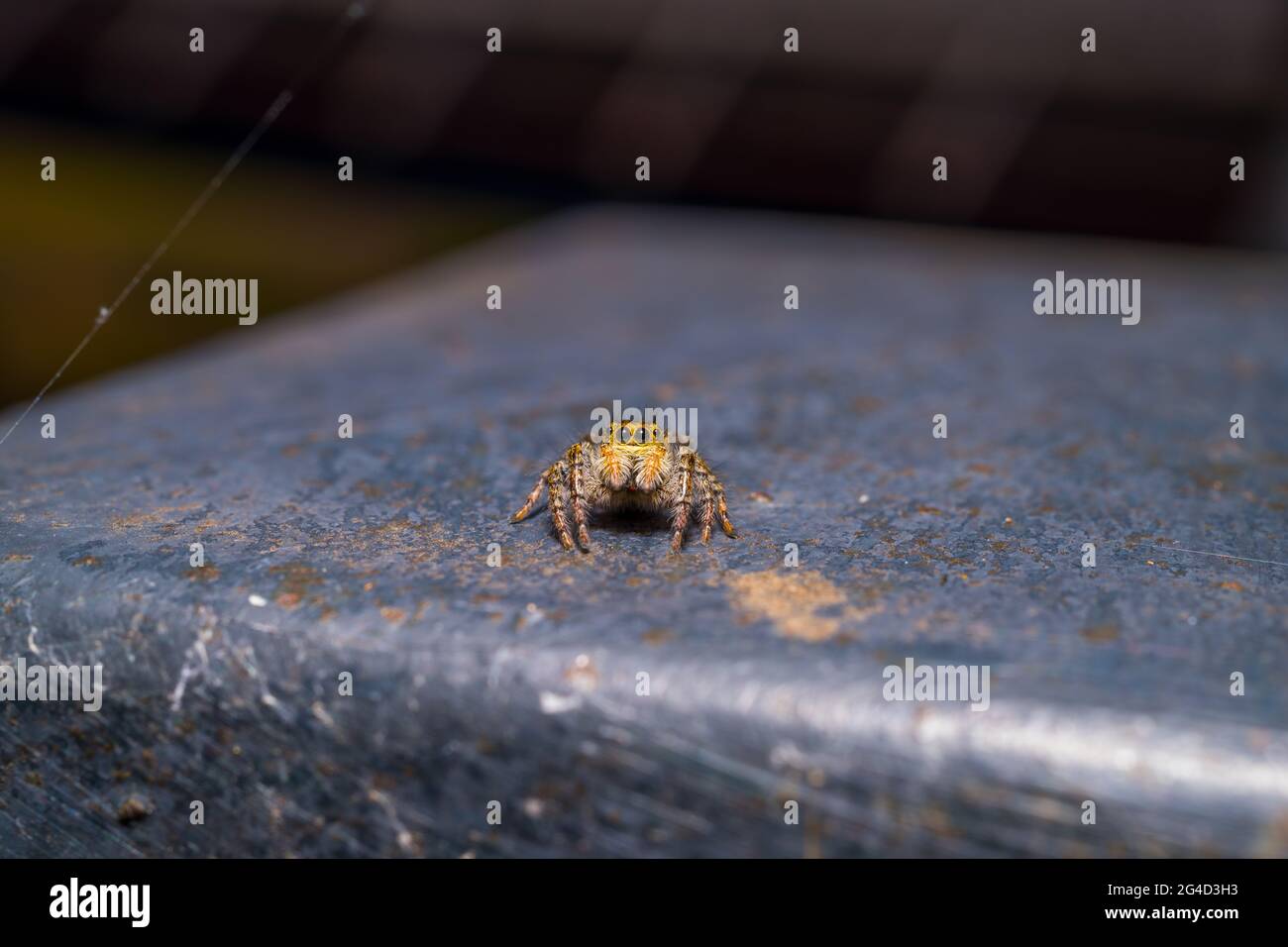 Tiny jumping spider looking at the camera Stock Photo - Alamy
