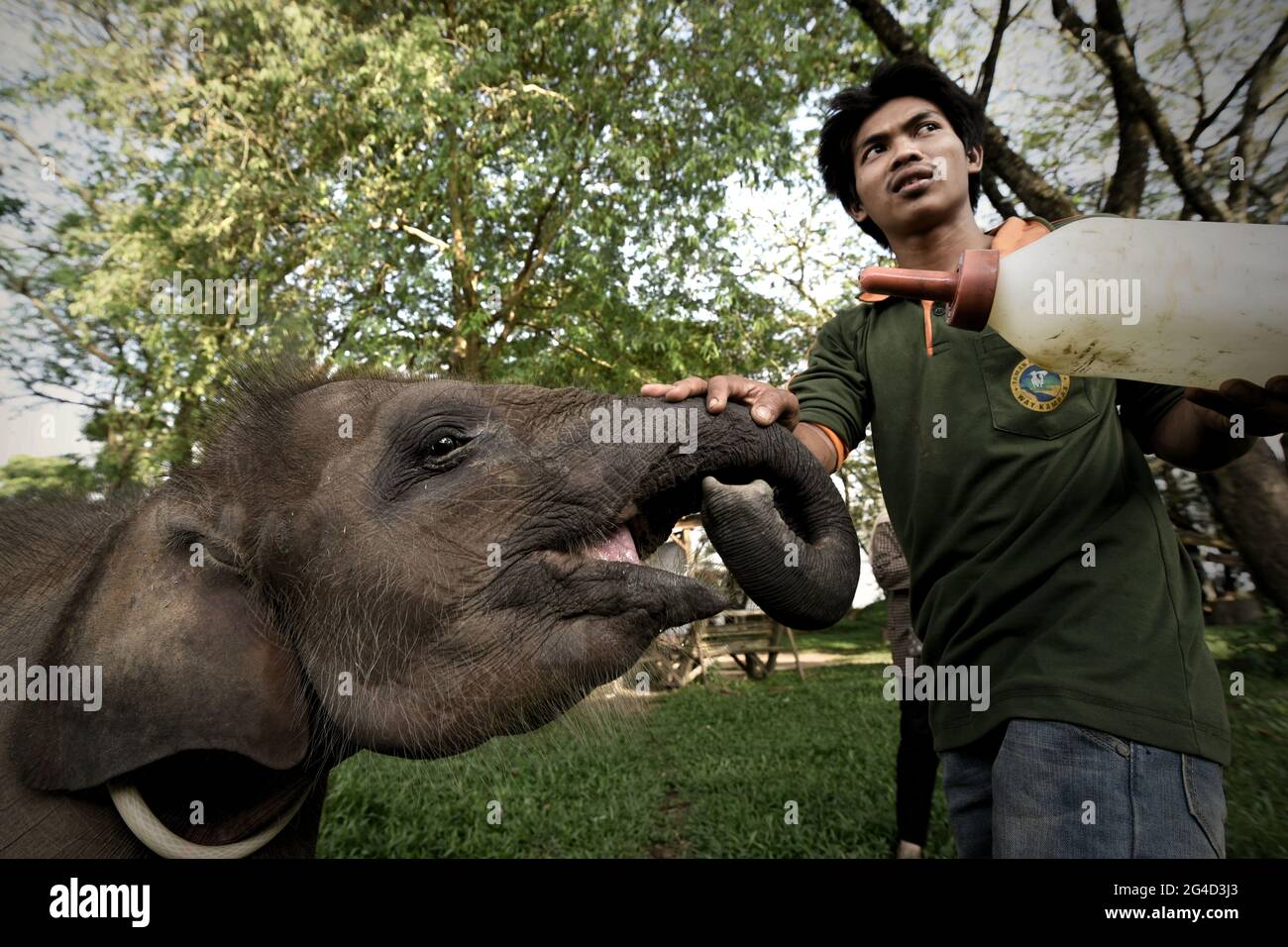 Sumatran elephant offspring hi-res stock photography and images - Alamy