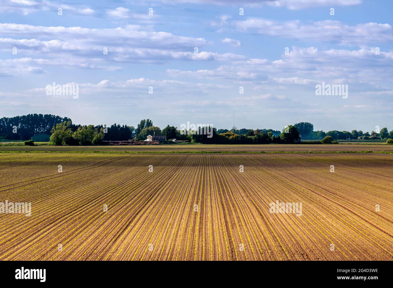 Golden crops in farming field Stock Photo - Alamy