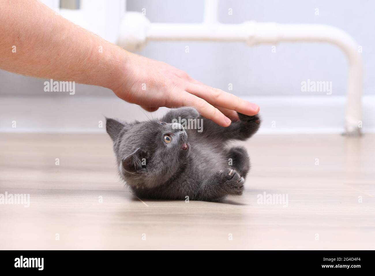 Small gray kitten plays with hands. The cat scratches and bites his ...
