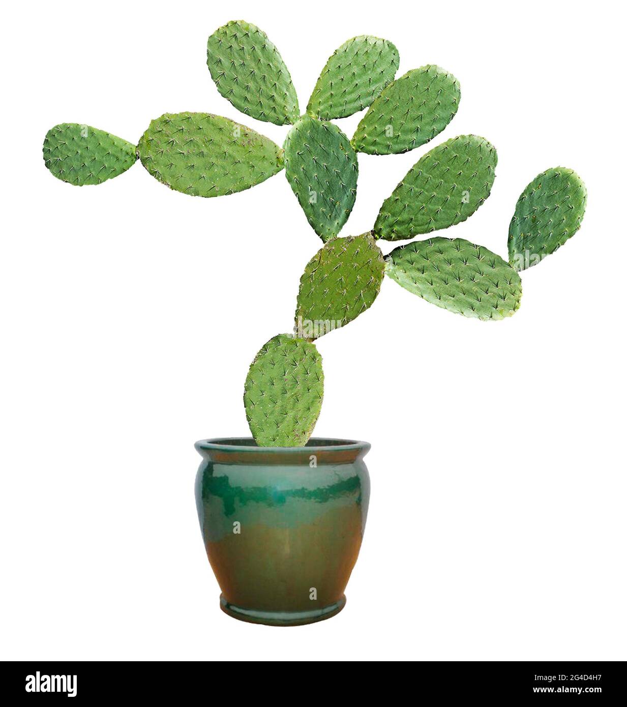 Cactus isolated on white background Stock Photo - Alamy