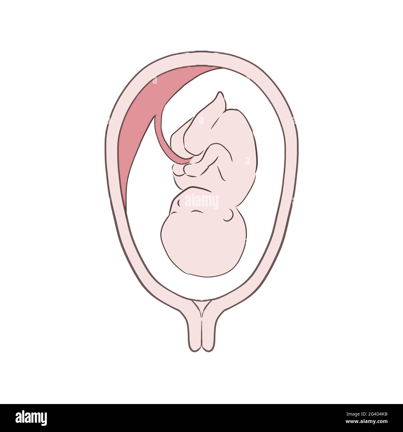 Simple Placenta Diagram