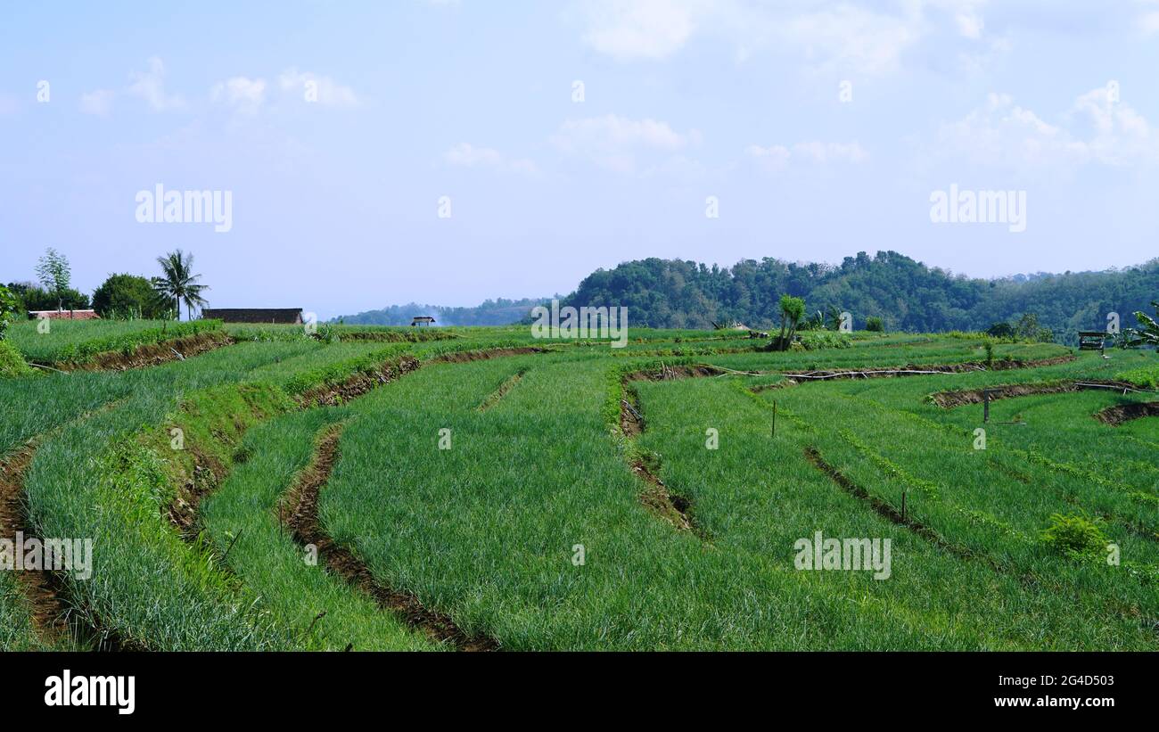 Landscape of Onion Farm on Sunny Day Stock Photo - Alamy