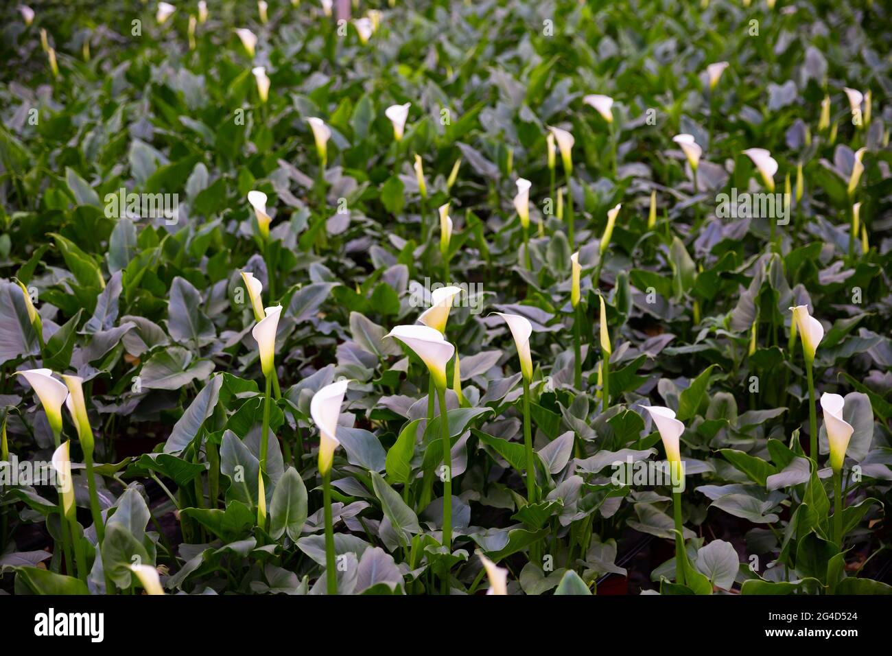 Calla flowers growing in pots in sunny greenhouse Stock Photo - Alamy