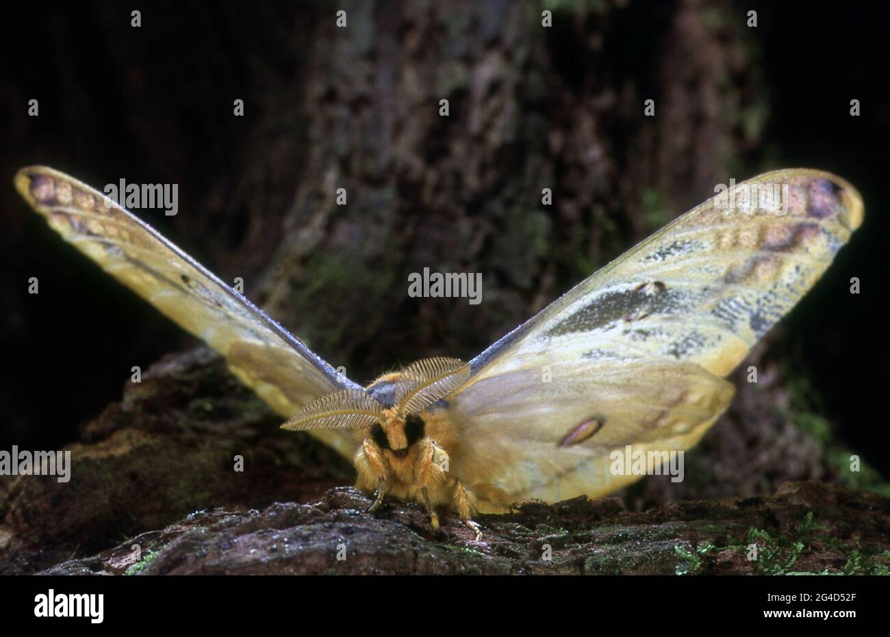 EMPEROR MOTH WITH WINGS SPREAD, LAMINGTON NATIONAL PARK, QUEENSLAND ...