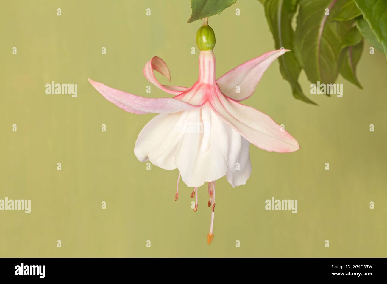 Upright blooms hi-res stock photography and images - Alamy