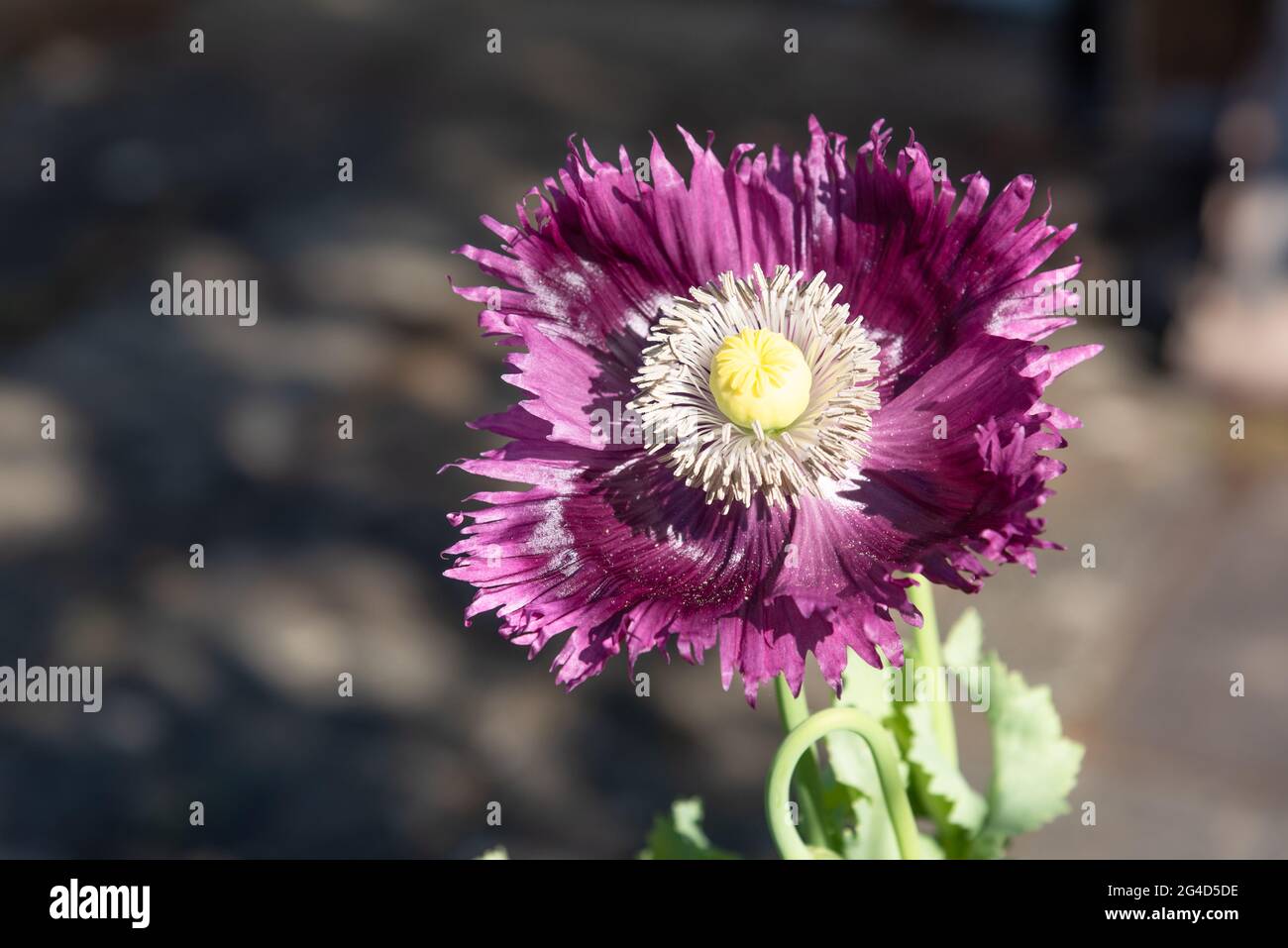 Purple poppy flower Stock Photo - Alamy